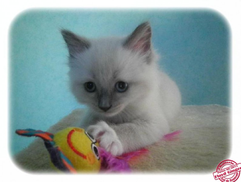 Portée de Floyd & Ginger du 17 Juin 2013 - Chatterie Ragdolls du Val de ...