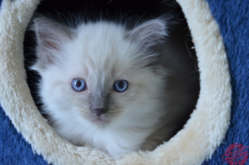 Portée de Floyd & Flore du 17 Aout 2013 - Chatterie Ragdolls du Val de ...