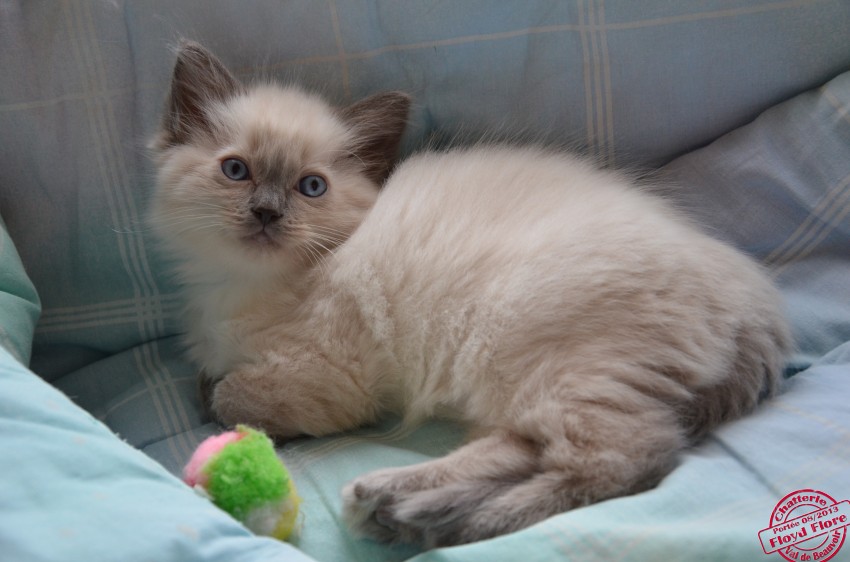 Portée de Floyd & Flore du 17 Aout 2013 - Chatterie Ragdolls du Val de ...