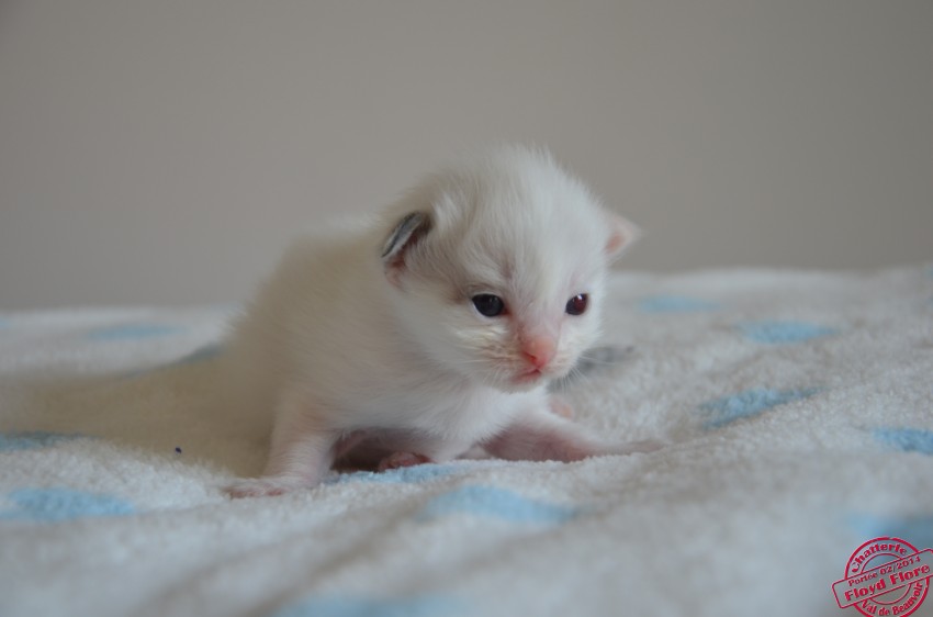 Portée de Floyd & Flore du 25 Février 2014 - Chatterie Ragdolls du Val ...