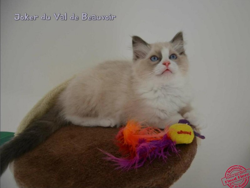 Portée de Floyd & Flore du 25 Février 2014 - Chatterie Ragdolls du Val ...