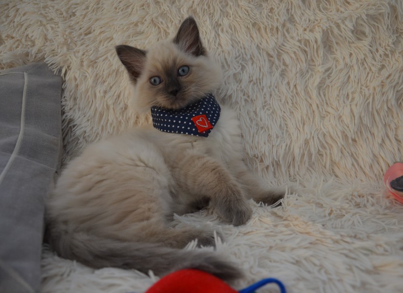 Portées précédentes - Chatterie Ragdolls du Val de Beauvoir