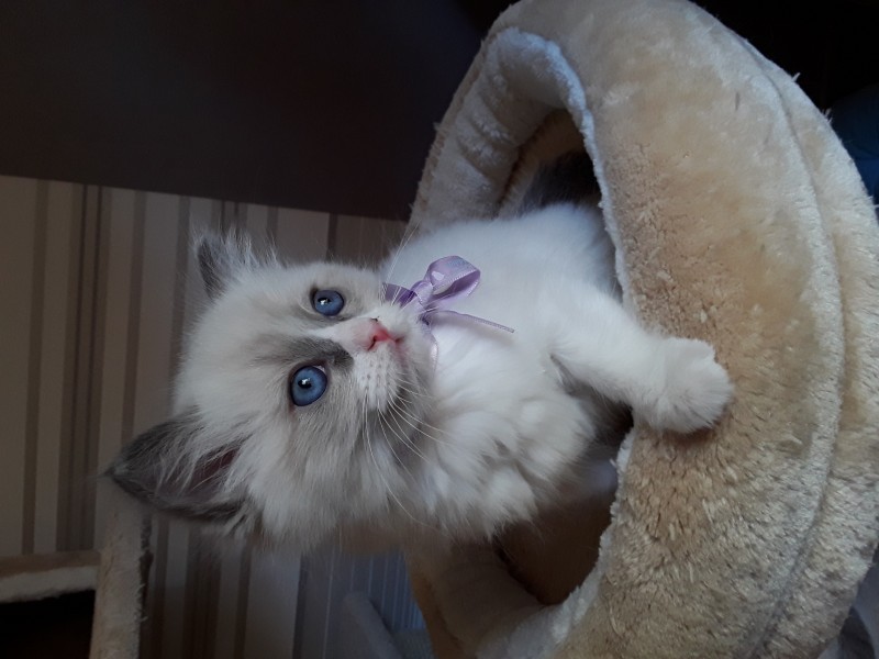 Chatons disponibles - Chatterie Ragdolls du Val de Beauvoir