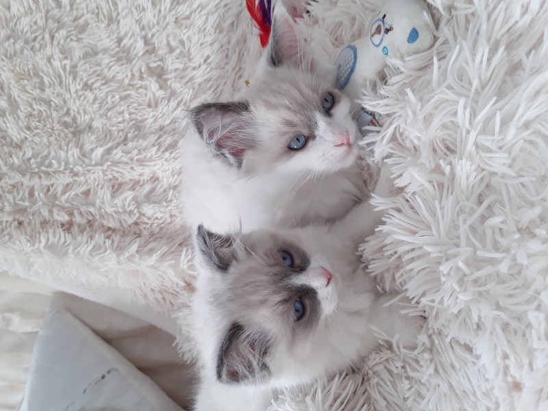 Chatons disponibles - Chatterie Ragdolls du Val de Beauvoir